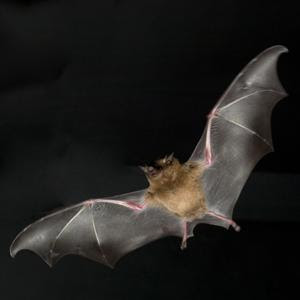 "The Existence of Our Natural Environment.": "CHIROPTERA."